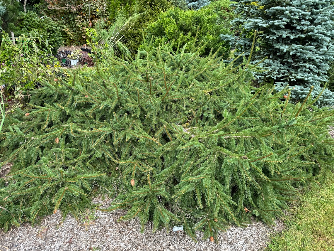 Picea Abies 'acrocona' - Norway Spruce - 12" Tall - 1 Gallon Pot - Etsy