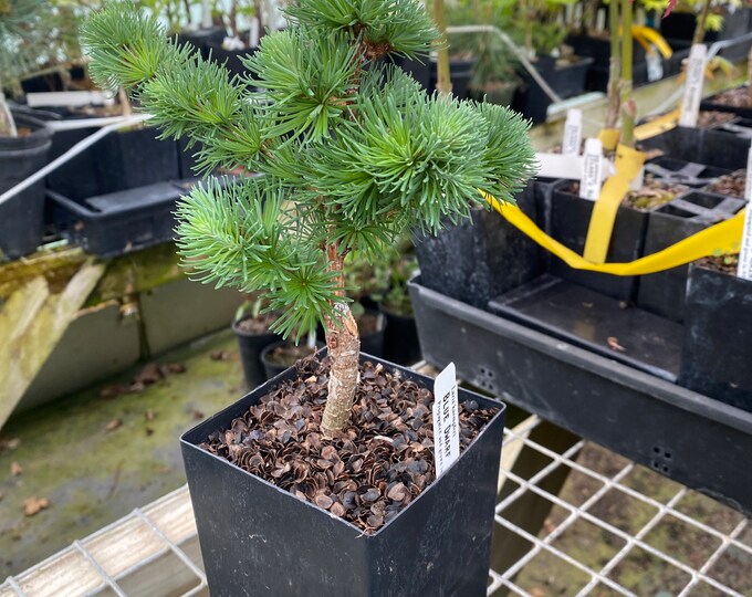 Larix Kaempferi blue Dwarf Larch 6 Tall 1 Year Graft - Etsy
