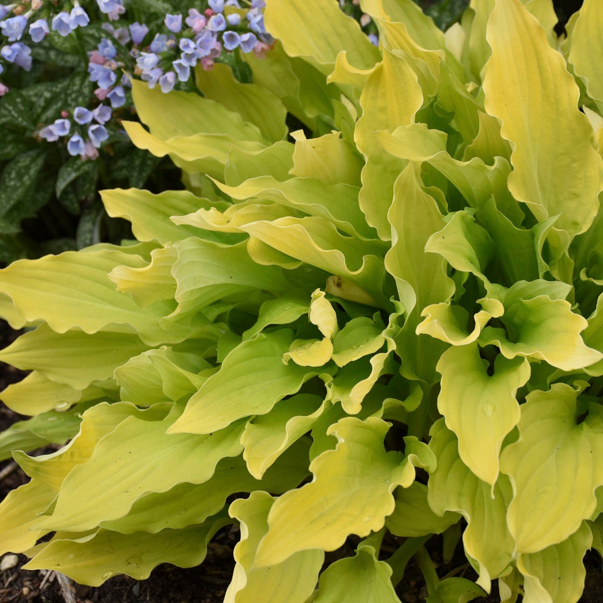 Hosta 'time in a Bottle' 3" Pot Size Starter Plant - Etsy