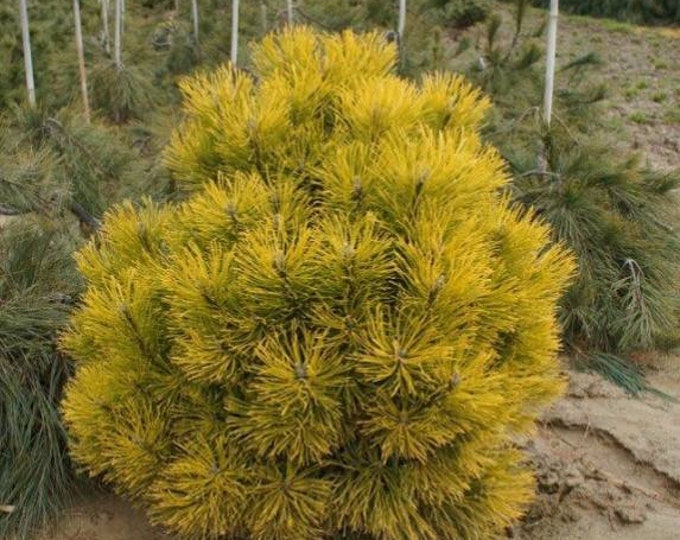 Pinus Mugo 'wintersonne' - Mugo Pine - 10" Tall - 1 Gallon Pot - Etsy