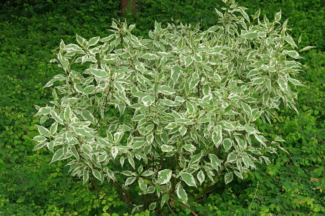 Cornus Alba 'elegantissima' - Variegated Red Twig Dogwood - 4" Pot Size ...