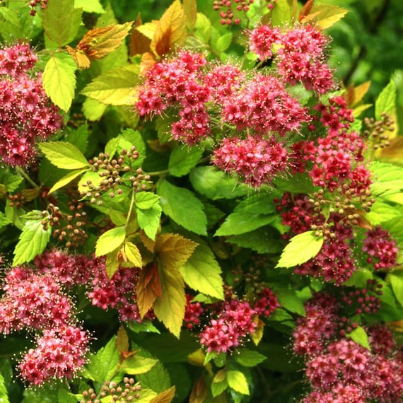 Spiraea Japonica 'magic Carpet' Live Plant 4 - Etsy