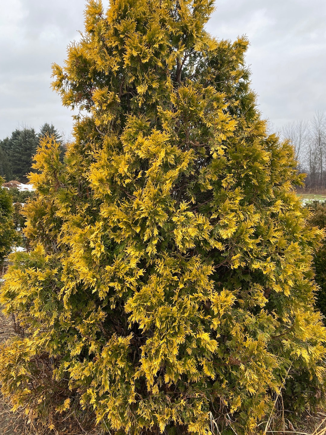 Thuja Occidentalis 'sunkist' - Yellow Arborvitae - Live Plant - Quart ...