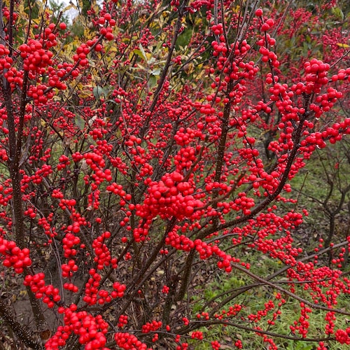 Ilex Verticillata winter Red Winterberry 1 Gallon Pot | Etsy