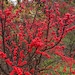 Ilex Verticillata ‘winter Red’- Winterberry - 1 Gallon Pot Size - Live ...