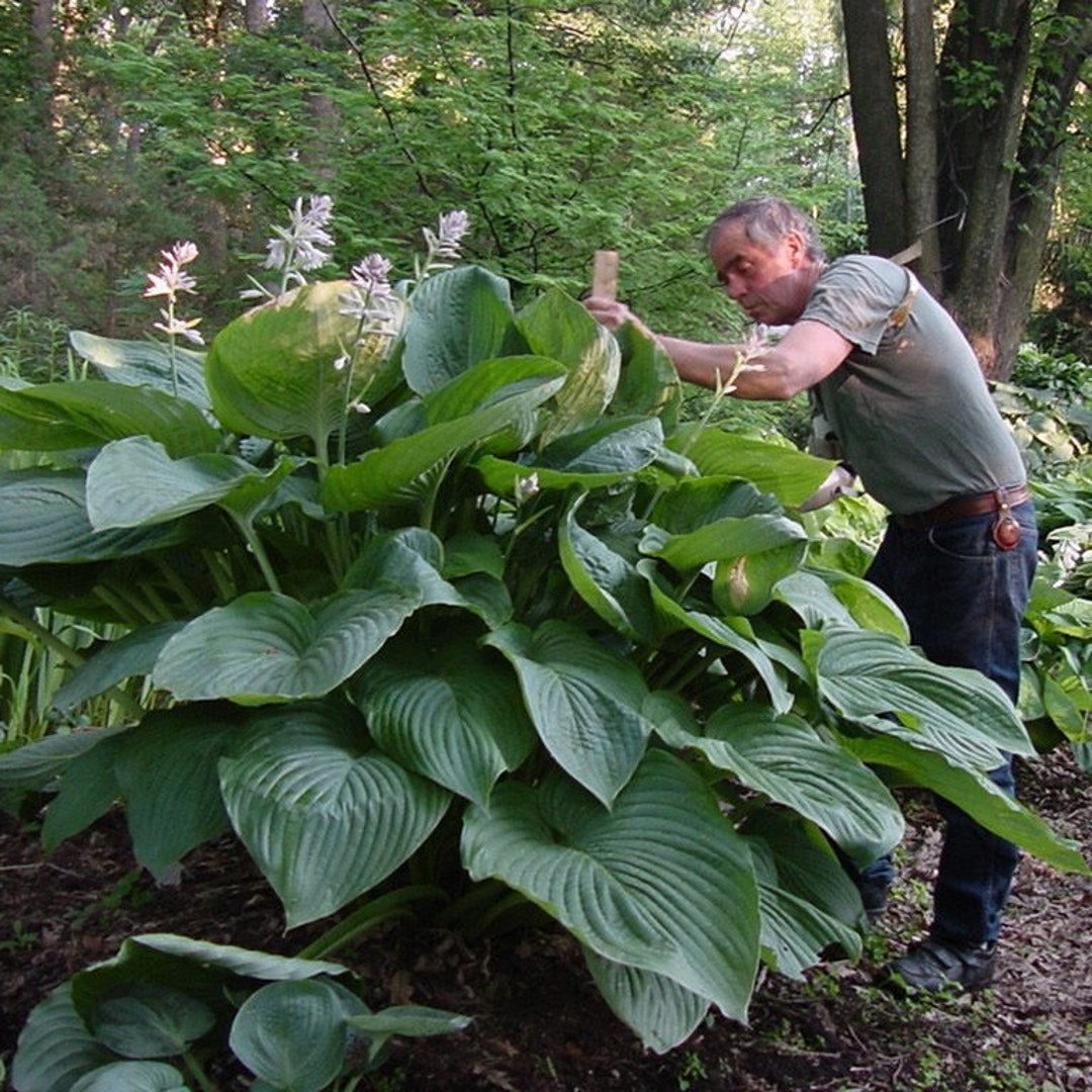 Hosta 'empress Wu' 3” Pot Size Starter Plant - Etsy