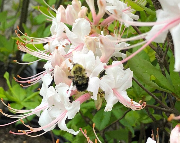 Rhododendron Atlanticum - Coastal Azalea - Live Plant - 1 Gallon Pot - Etsy