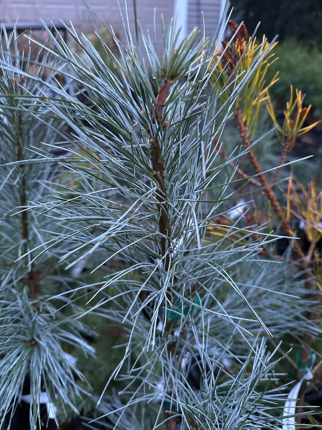 Pinus Strobus 'white Mountain' - Eastern White Pine - 18" Tall - 1 ...