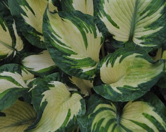 Hosta 'afterglow' 3 Pot Size Starter Plant - Etsy