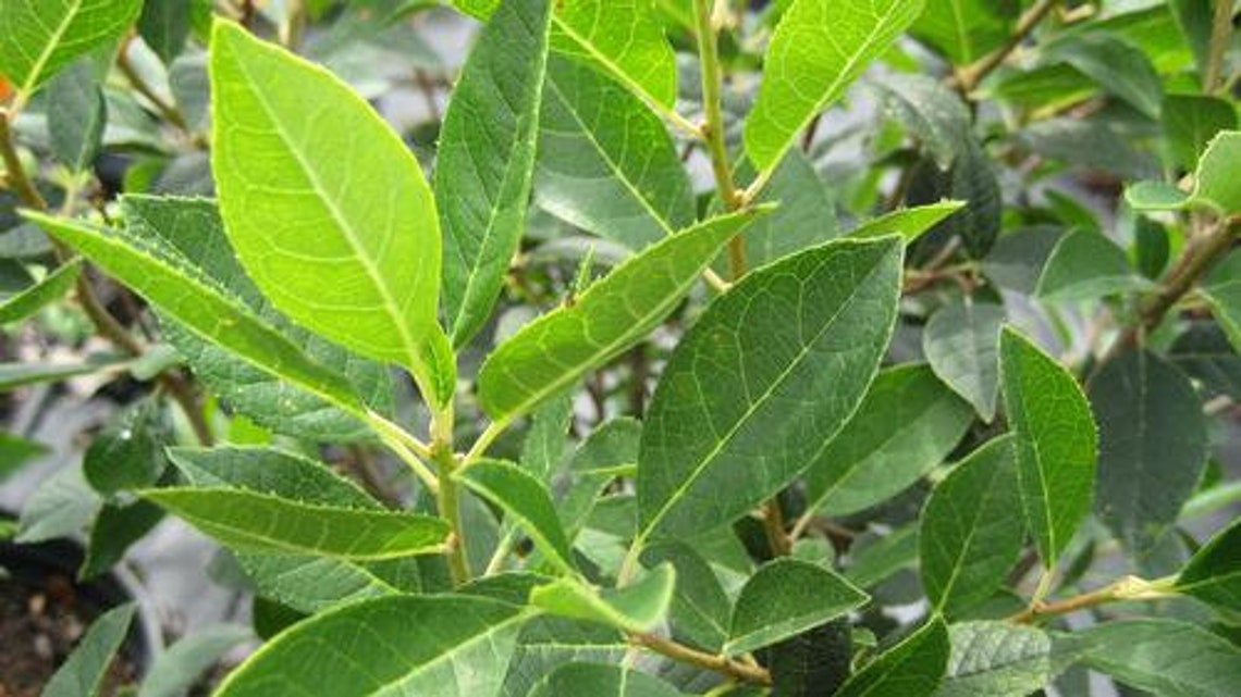 Ilex Verticillata 'jim Dandy' - Male Pollinator Winterberry - 1 Gallon ...