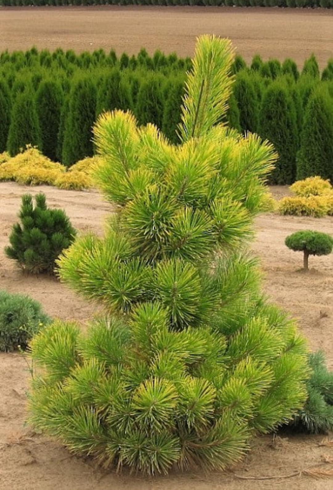 Pinus Thunbergii 'ogon' - Japanese Black Pine - 18" Tall - 1 Gallon Pot ...