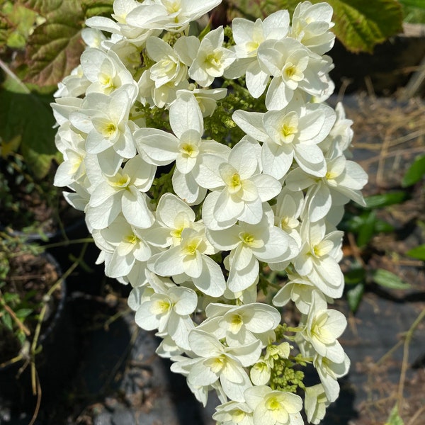 Toy Soldier Oak Leaf Hydrangea - Etsy