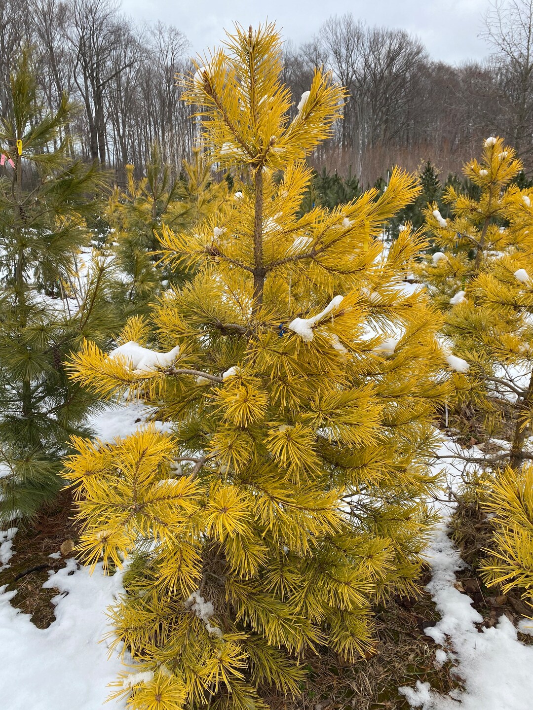 Pinus Sylvestris 'aurea' Scots Pine Live Plant 10 Tall 1 Gallon Pot - Etsy