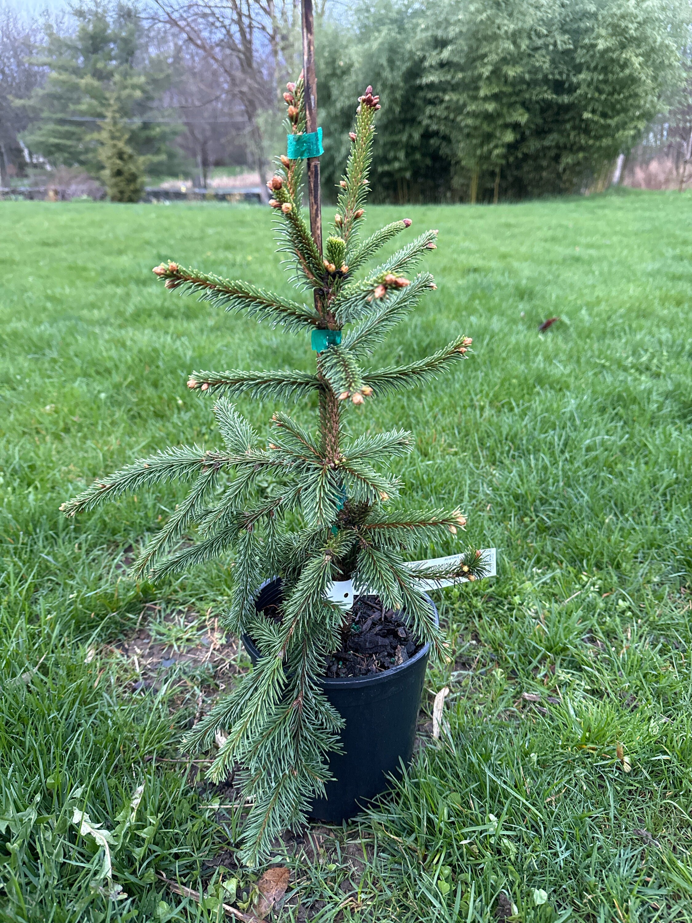 Picea Abies 'acrocona' - Norway Spruce - 12" Tall - 1 Gallon Pot - Etsy