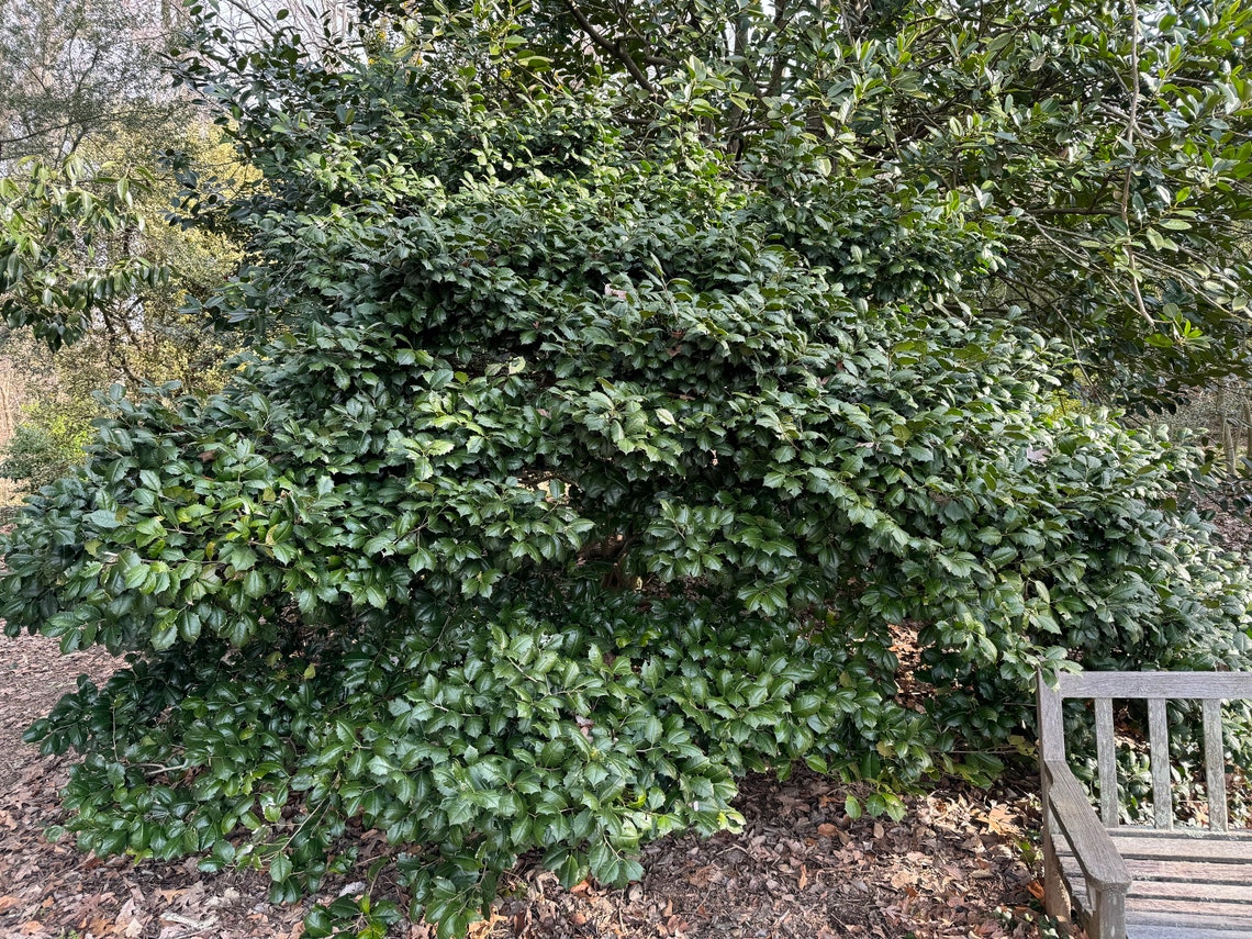 Ilex Opaca 'clarendon Spreading' - Dwarf American Holly - Live Plant ...