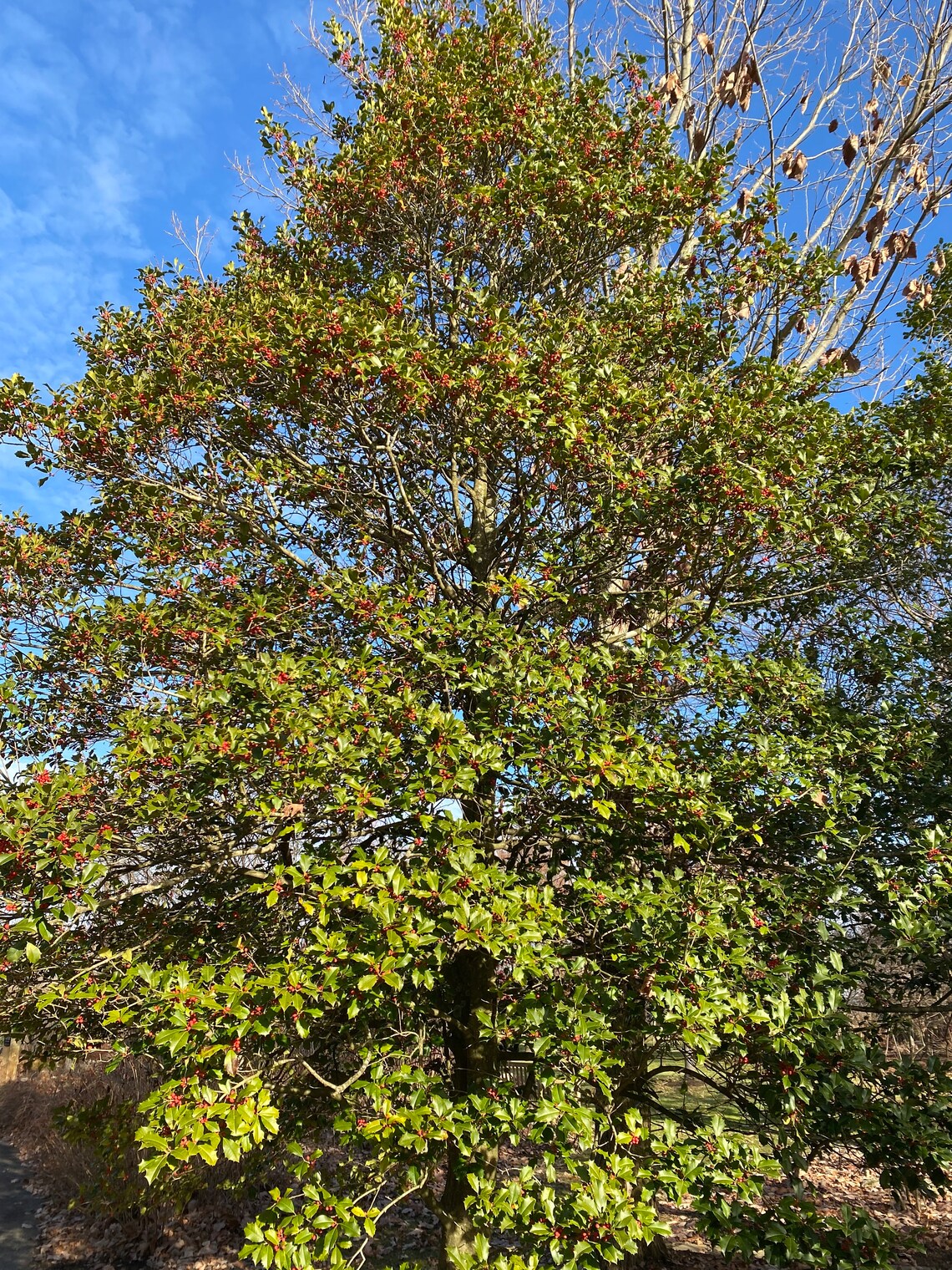 Ilex Opaca ‘mary Holman’ - Female American Holly - Live Plant - 12 ...