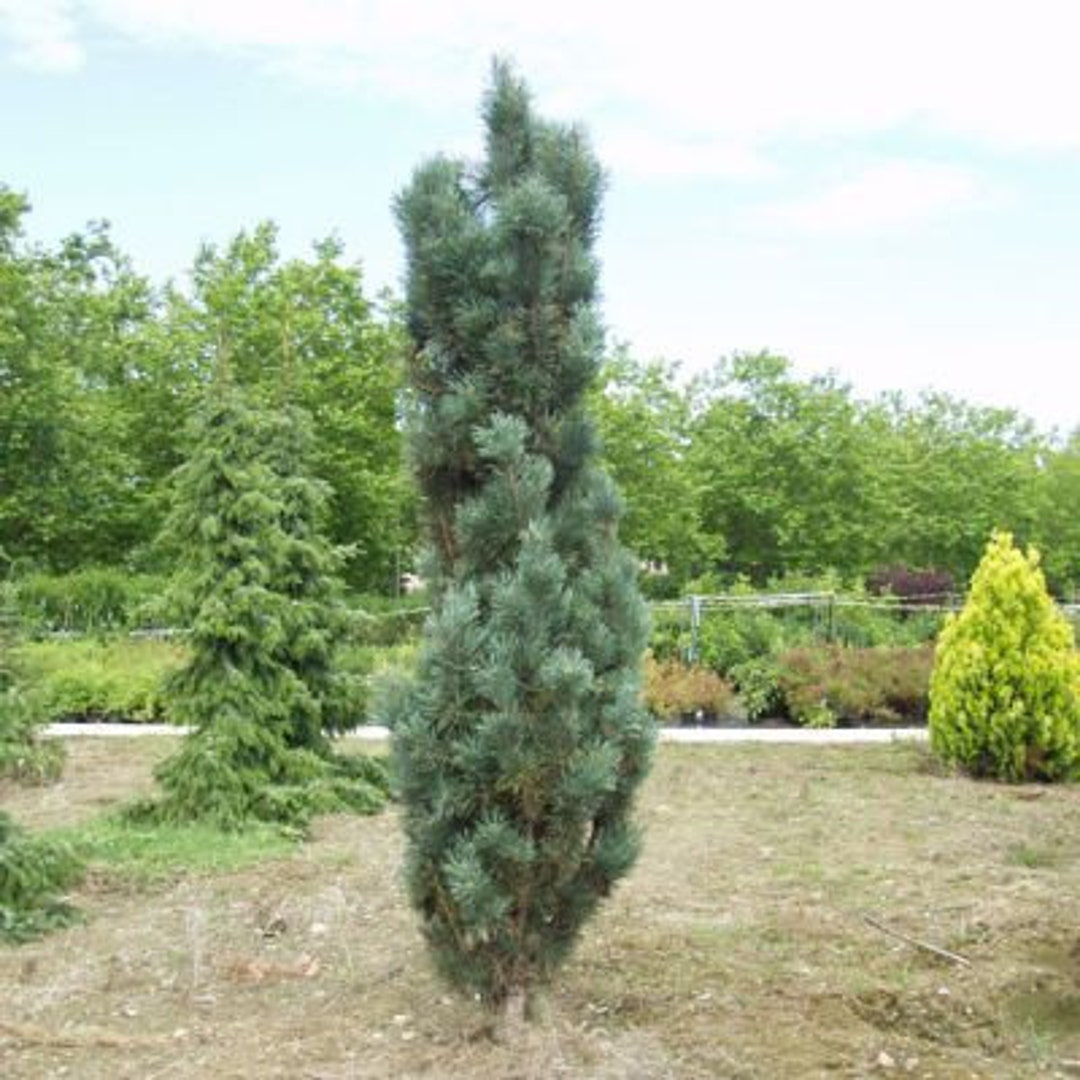 Pinus Sylvestris 'fastigiata' Scots Pine - Live Plant - 12” Tall - 1 ...