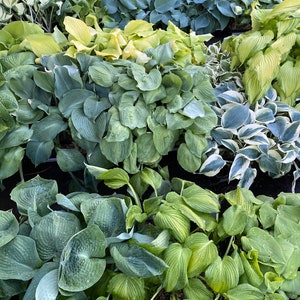 Hosta Mix Colorful Collection - 5 Named Hostas Variety Pack - 3 Inch ...