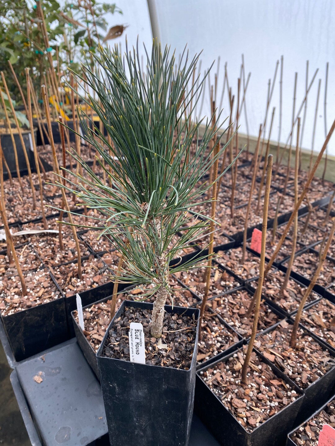 Pinus Cembra 'blue Mound' Live Plant 6 Tall 1 - Etsy