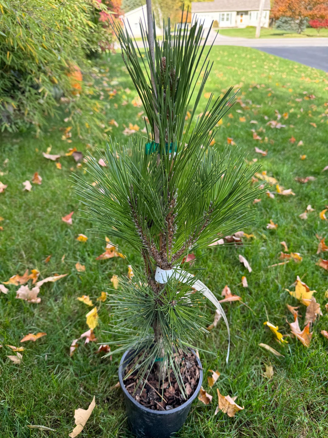 Pinus Thunbergii 'nishiki Kimatsu' - Japanese Black Pine - 12" Tall - 1 ...