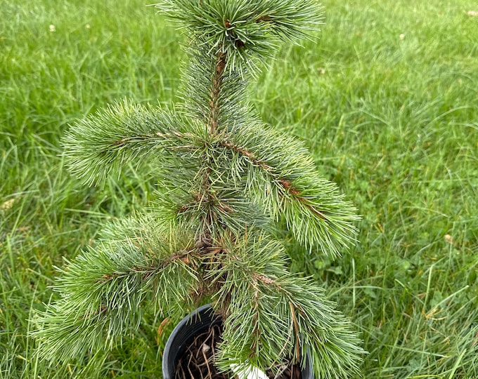 Bristlecone Pine. Pinus Aristata. Natural Dwarf. Young Tree Ready for ...