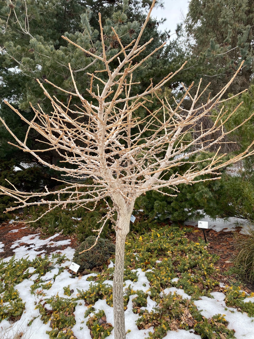 Ginkgo Biloba 'troll ' - Ginkgo Tree - Live Plant - 6” Tall - 1 Year ...