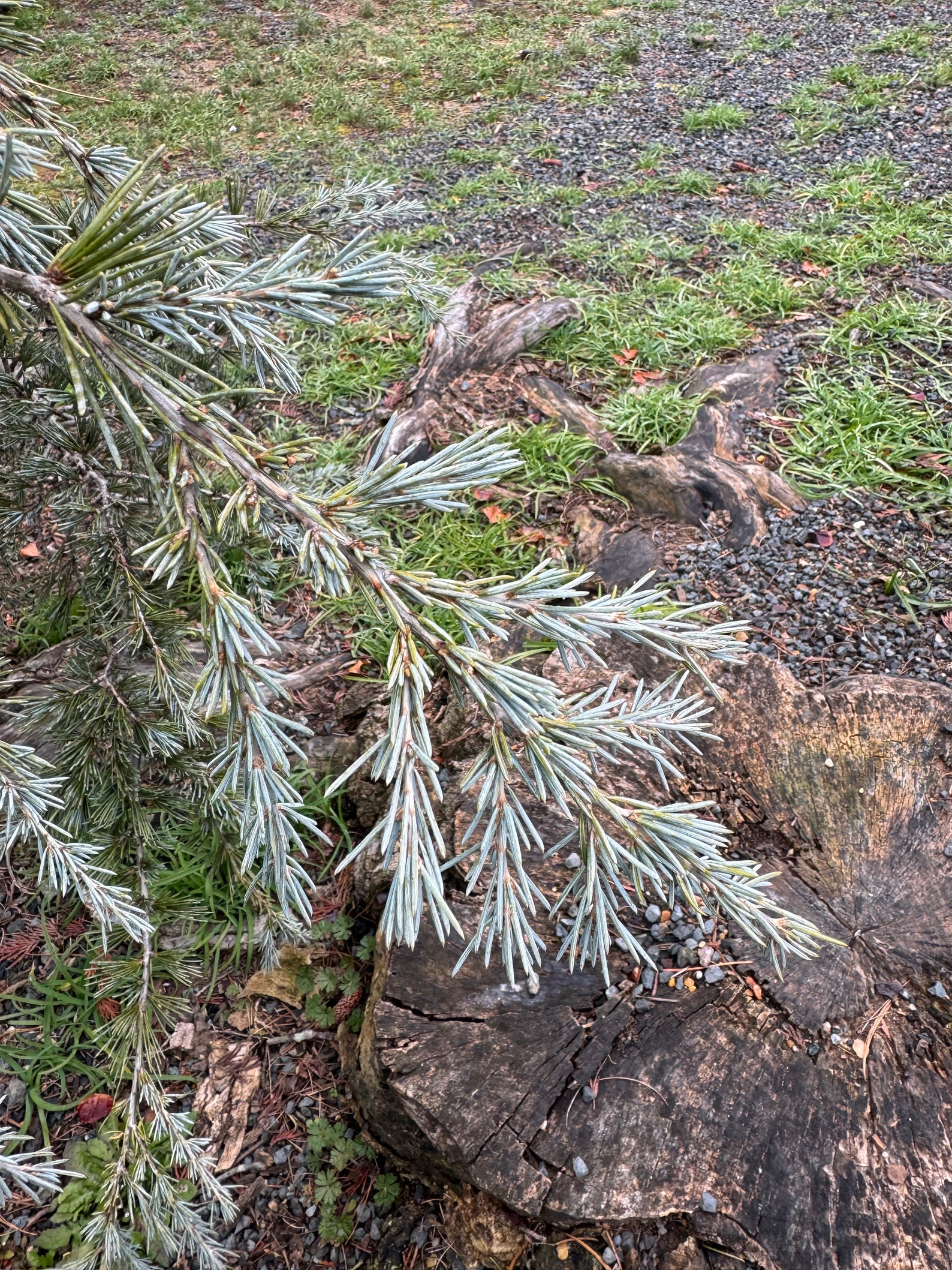 Cedrus Deodara 'sander's Blue' - Deodar Cedar - 12" Tall - 1 Gallon Pot ...