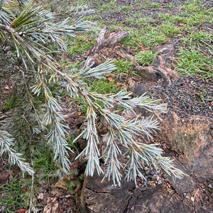 Cedrus Deodara 'sander's Blue' - Deodar Cedar - 12" Tall - 1 Gallon Pot ...