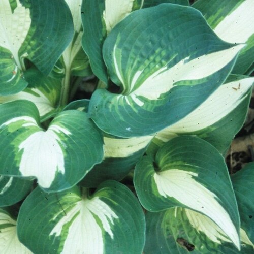 Hosta 'empress Wu' 3 Pot Size Starter Plant - Etsy