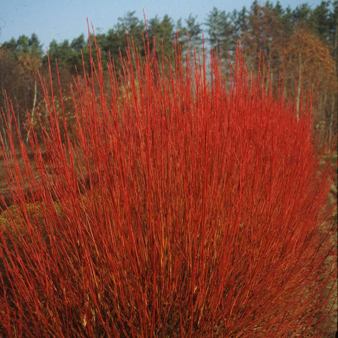 Cornus Sericea 'cardinal' Red Twig Dogwood 1 - Etsy