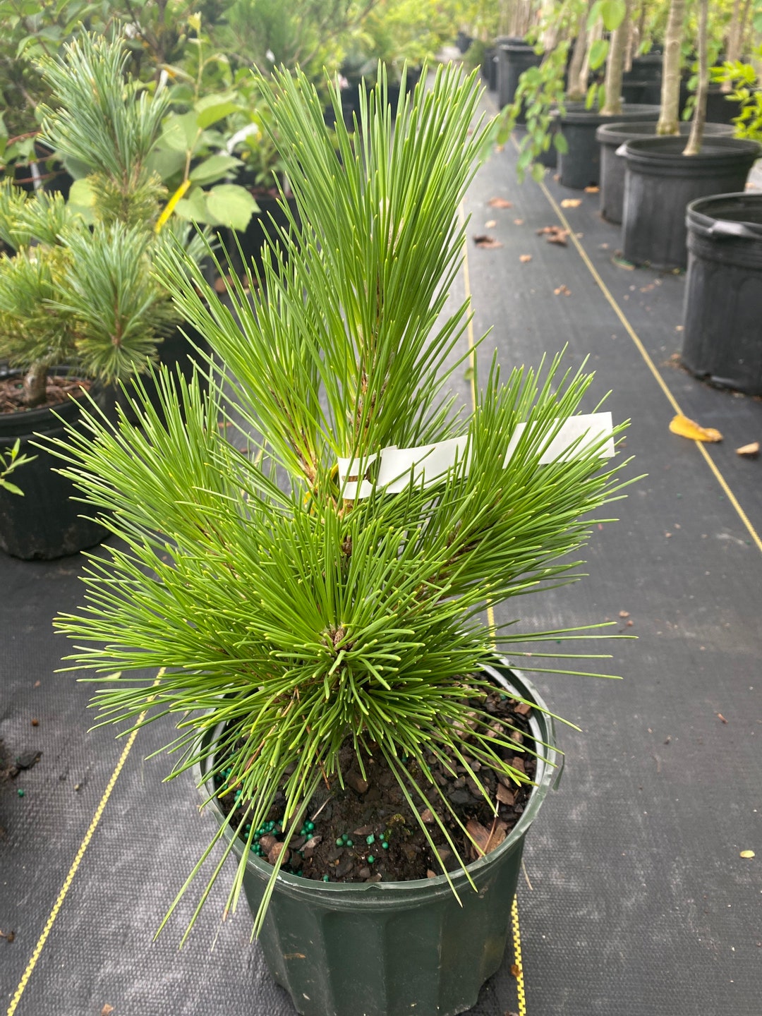 Pinus Thunbergii 'thunderhead' Japanese Black Pine Live Plant 1 Gallon ...