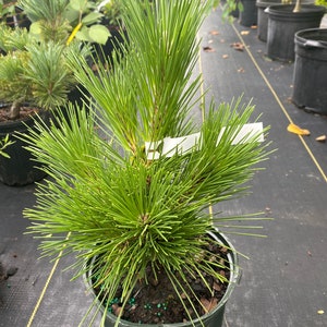 Pinus Thunbergii 'thunderhead' - Japanese Black Pine - Live Plant - 1 ...