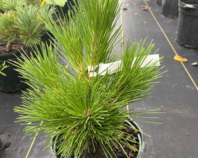 Pinus Thunbergii 'thunderhead' Japanese Black Pine Live Plant 1 Gallon ...