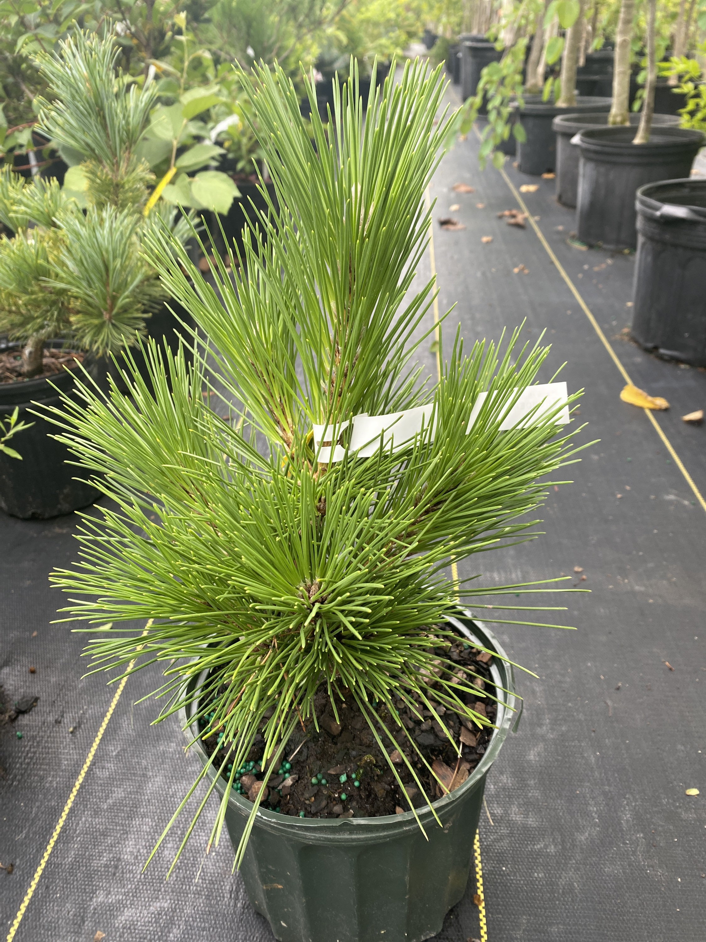 Pinus Thunbergii 'thunderhead' - Japanese Black Pine - Live Plant - 1 ...