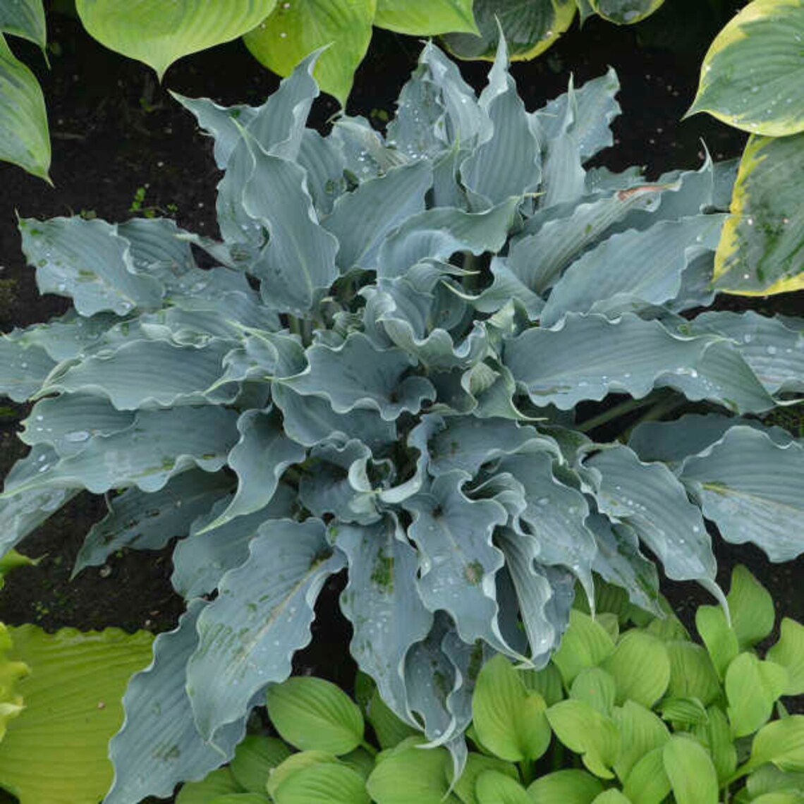 Hosta 'waterslide' 3" Pot Size Starter Plant - Etsy