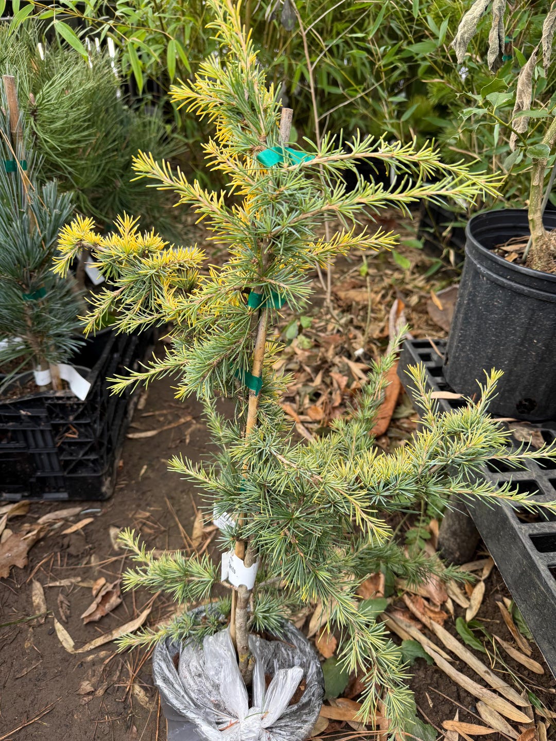 Cedrus Deodara 'gold Cascade' - Deodar Cedar - 12" Tall - 1 Gallon Pot ...