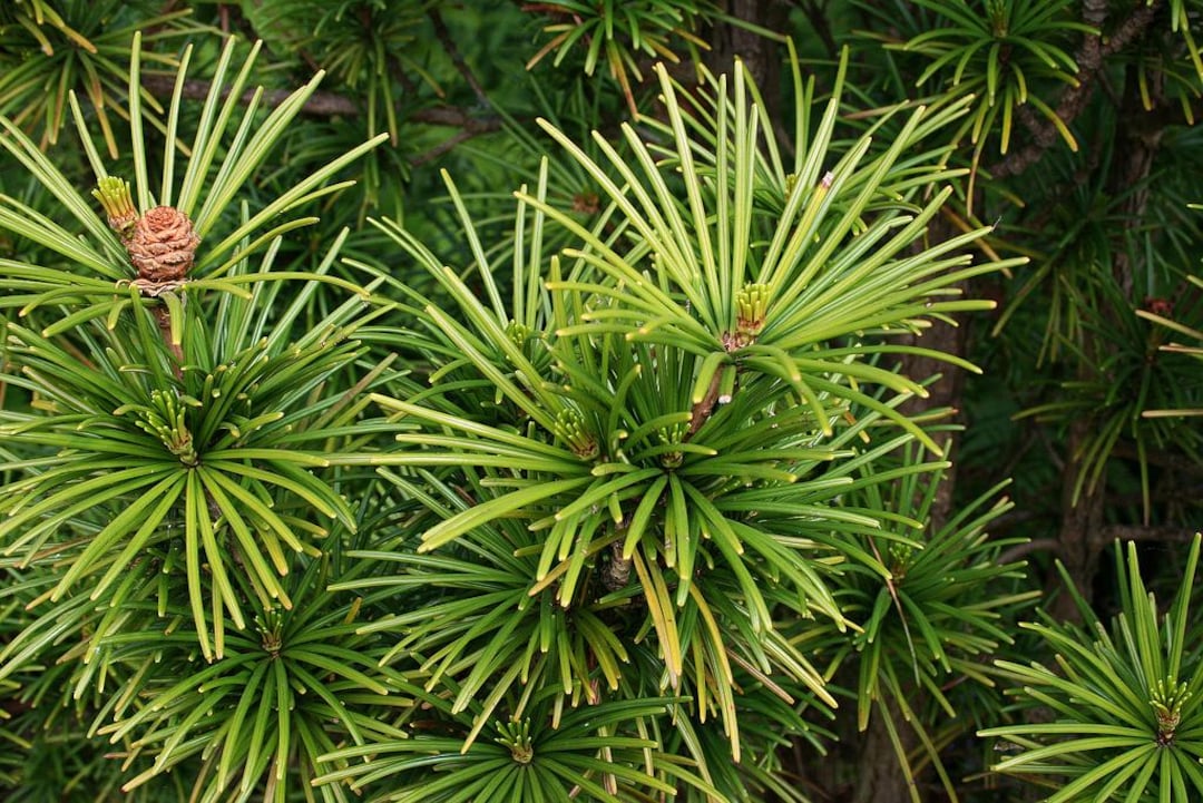 Sciadopitys Verticillata 'wintergreen' Japanese Umbrella Pine Live ...