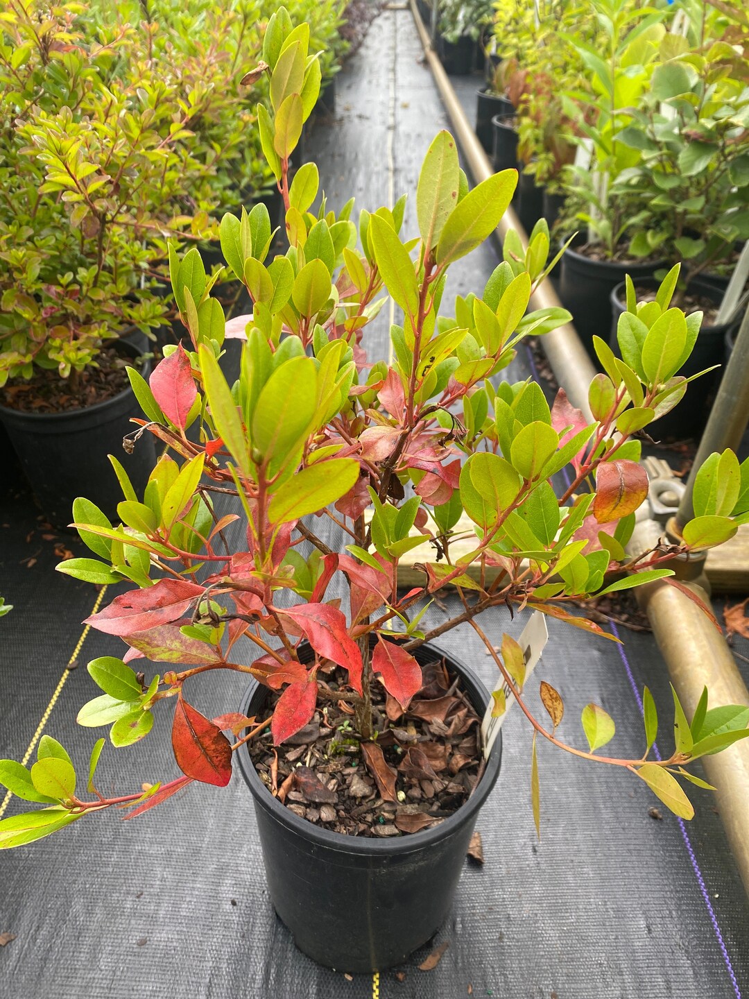 Rhododendron X Olga Mezitt Live Plant 1 Gallon Pot - Etsy