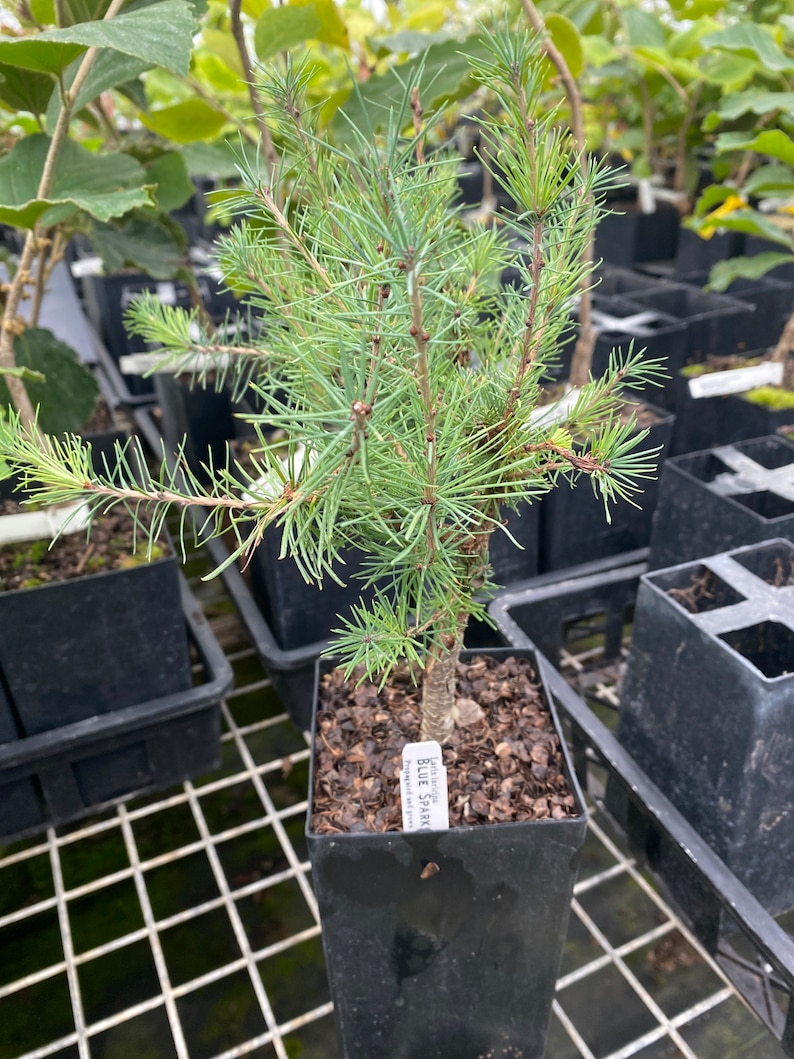 Larix Laricina ‘blue Sparkler’- Larch - 6" Tall - 1 Year Graft - Etsy