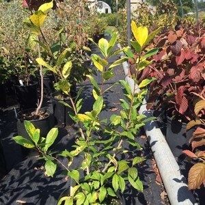Ilex Verticillata ‘sunsplash’- Winterberry - Live Plant - 12” Tall - 1 ...
