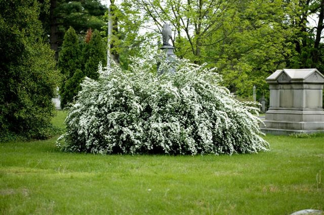 Renaissance Spirea - Spiraea X Vanhouttei - Bridal Wreath Spirea- Live ...