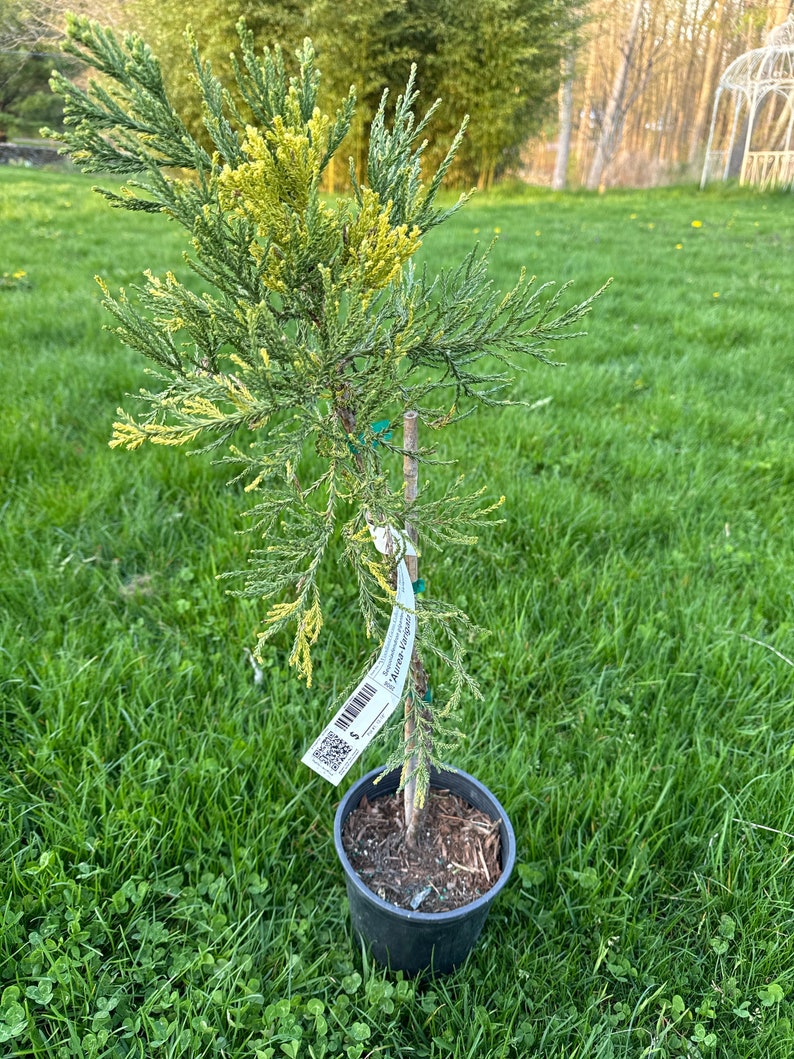 Sequoiadendron Giganteum 'aurea-variegata - Giant Sequoia - 12" Tall ...