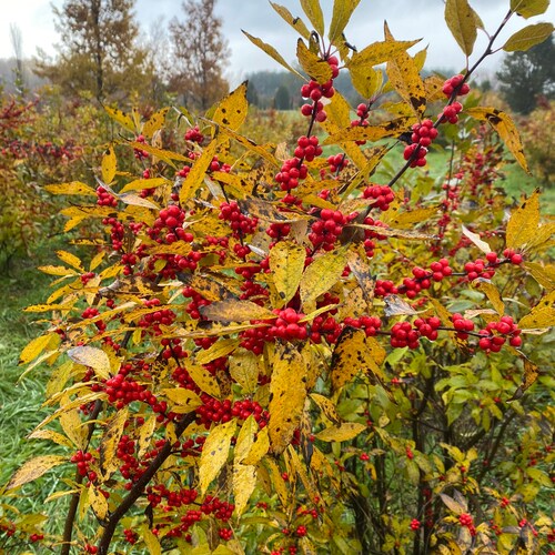 Ilex Verticillata winter Red Winterberry 1 Gallon Pot - Etsy
