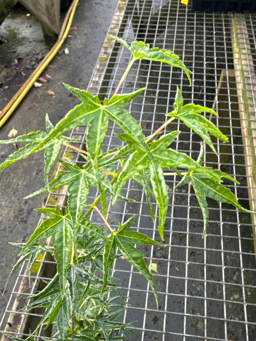 Acer Palmatum 'okushimo' Japanese Maple Live Plant 12 Tall 1 Year Graft ...