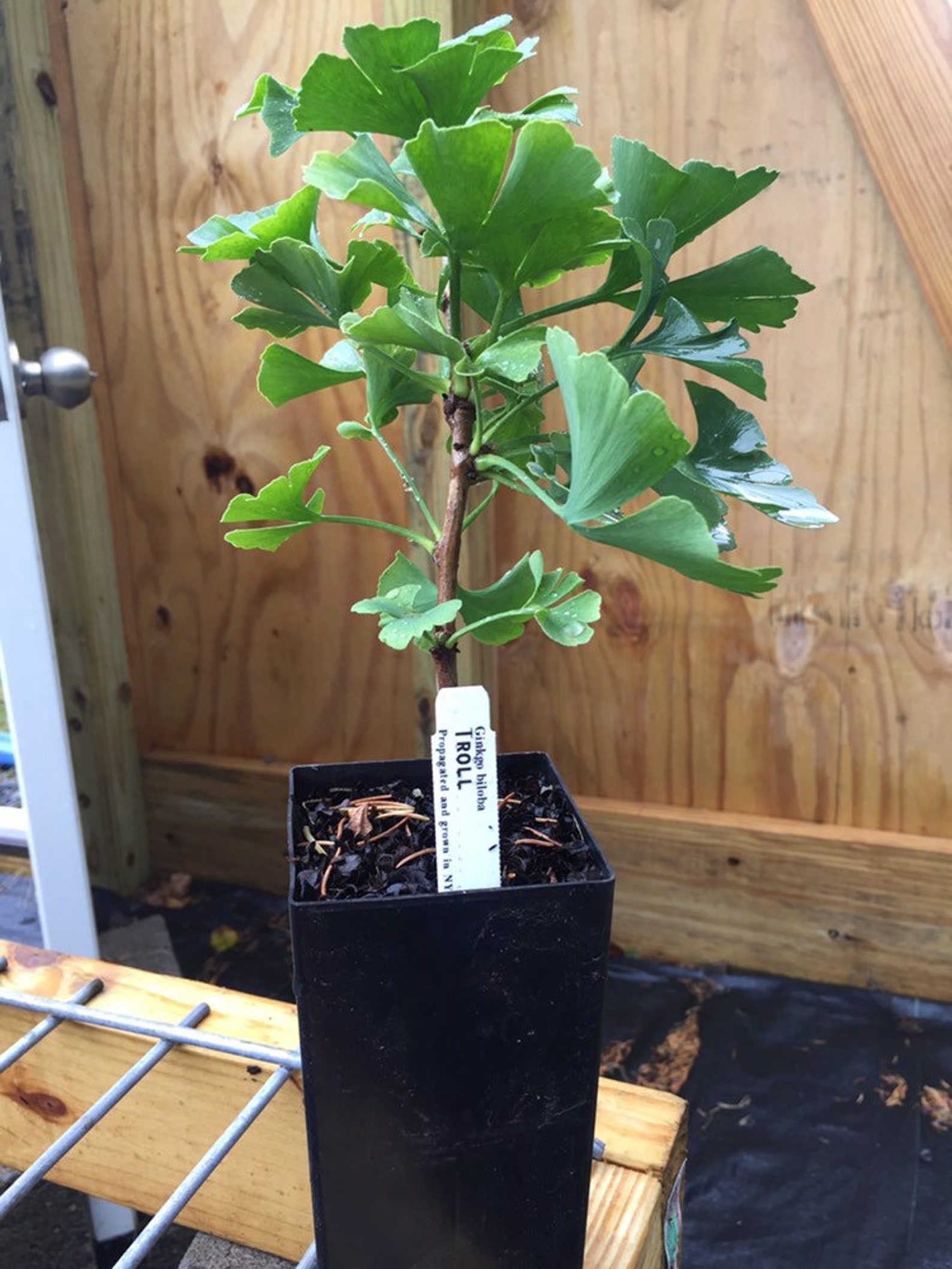 Ginkgo Biloba 'troll ' - Ginkgo Tree - Live Plant - 6” Tall - 1 Year ...