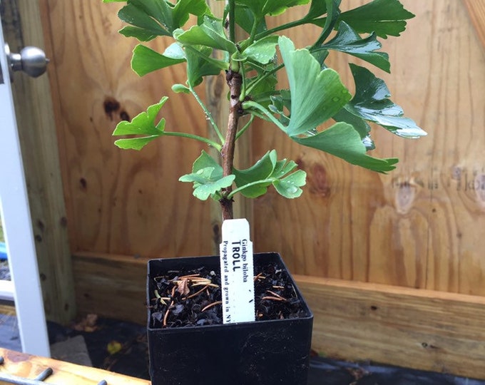 Ginkgo Biloba 'troll ' Ginkgo Tree Live Plant 6 - Etsy