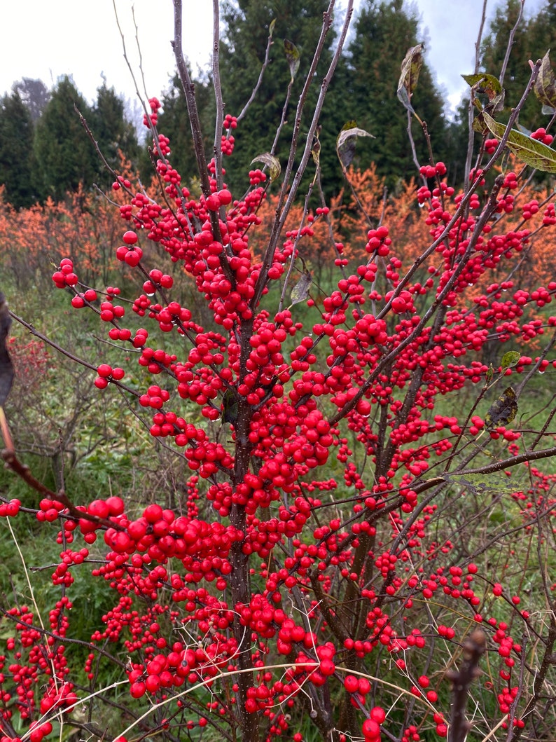 Ilex Verticillata ‘winter Red’- Winterberry - 1 Gallon Pot Size - Live ...