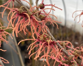 Hamamelis X Intermedia 'aurora' Witch Hazel - Live Plant - 9” Tall ...
