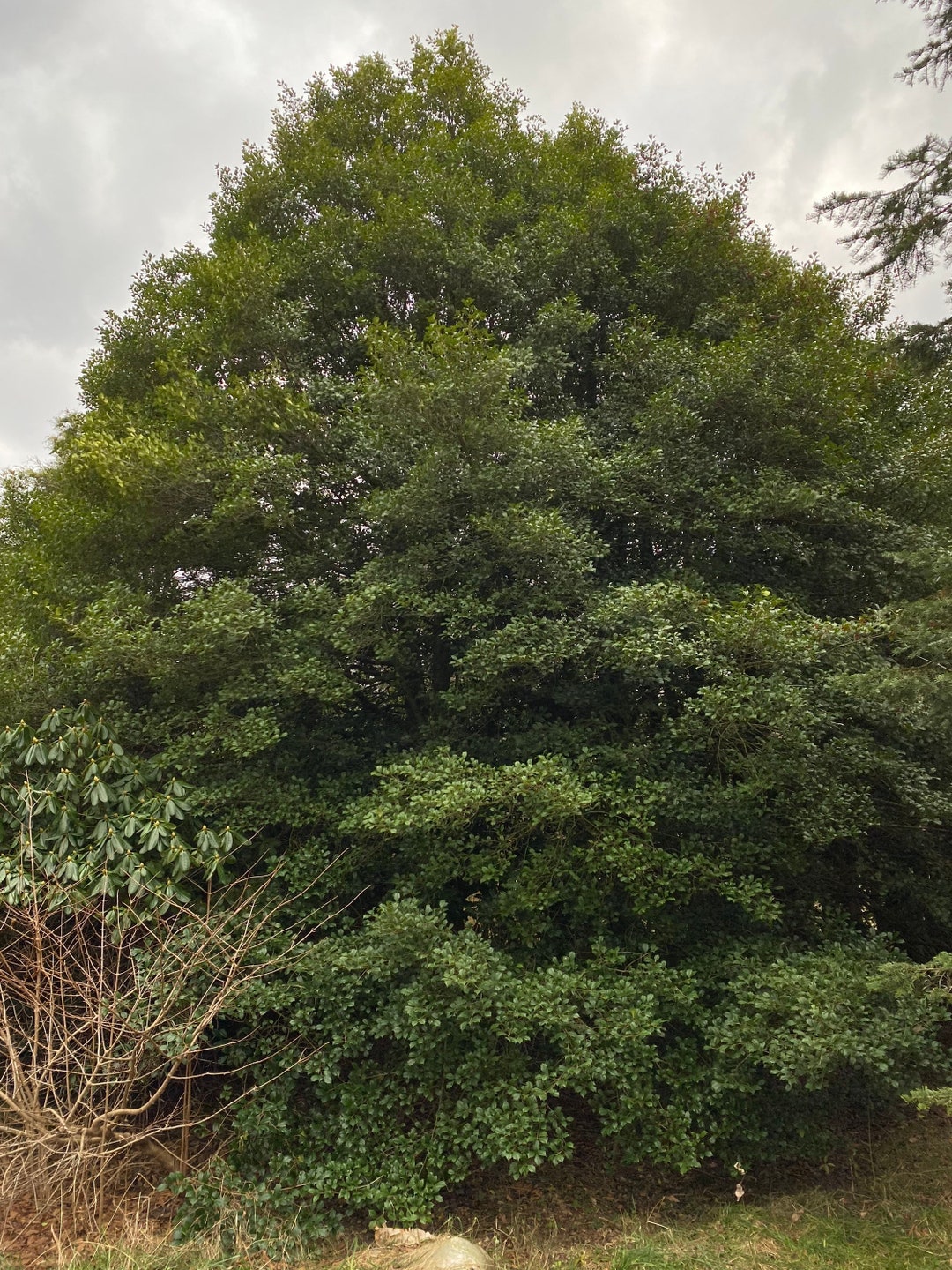 Ilex Opaca 'male' - American Holly - Live Plant - Quart Pot - Etsy