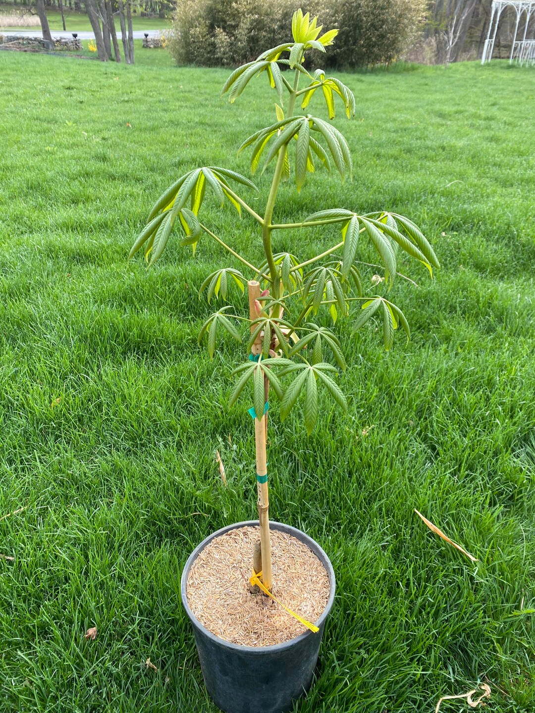 Aesculus X 'autumn Splendor' - Buckeye - 18" Tall - 2 Gallon Pot - Etsy